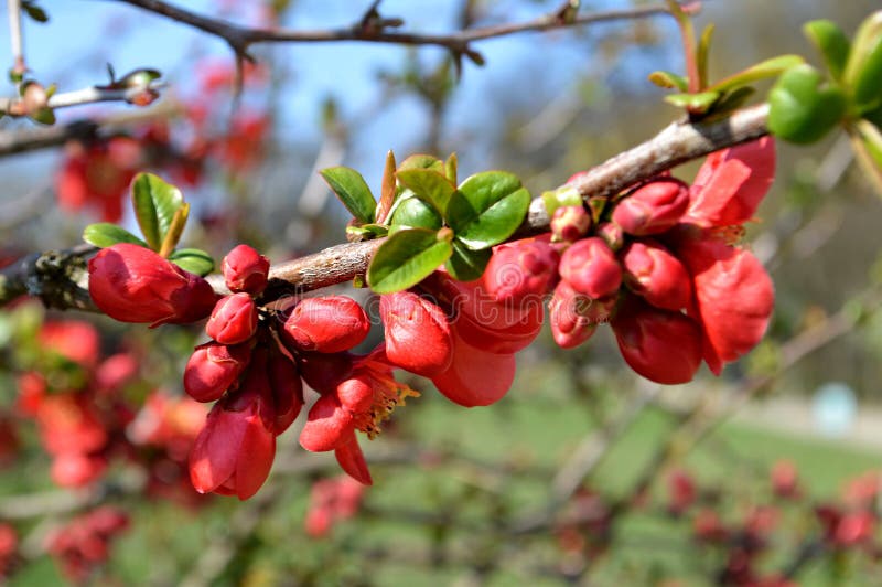 Red quince flower stock image. Image of nature, decoration - 69053211