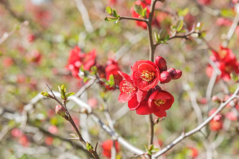 Red Quince Flower in Garden Stock Photo - Image of natural, defocus ...