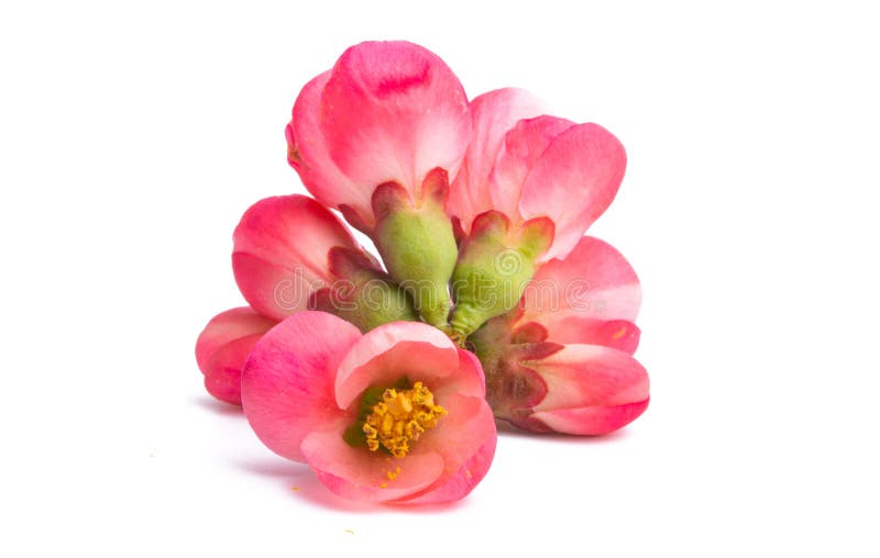 Red quince flower isolated stock image. Image of nature - 230808375