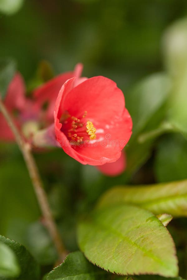 Red Quince Flower in Spring Stock Image - Image of concept, flower ...