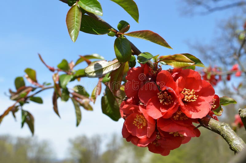 Red quince flowers stock photo. Image of floral, garden - 141707920