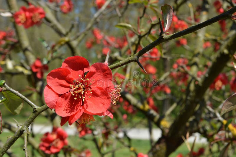Red quince flowers stock image. Image of tree, ornamental - 141707957
