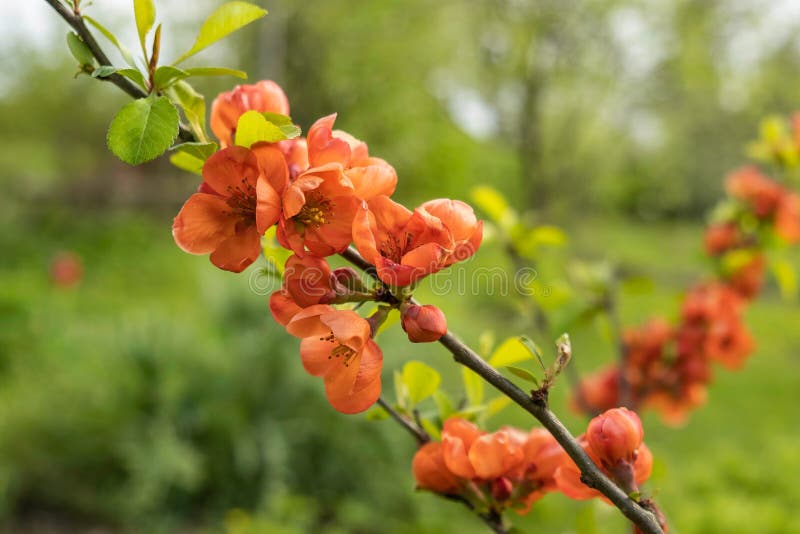 Red Quince Flowers Blooming in Garden Stock Photo - Image of blossom ...