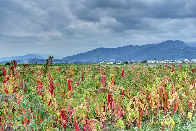 Red Quinoa Tree in the Farm Stock Photo - Image of bloom, flower: 113111494