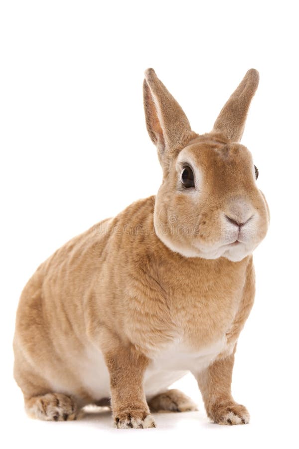 Curious Young Red Rabbit Isolated Stock Photo - Image of bunny, cutout ...
