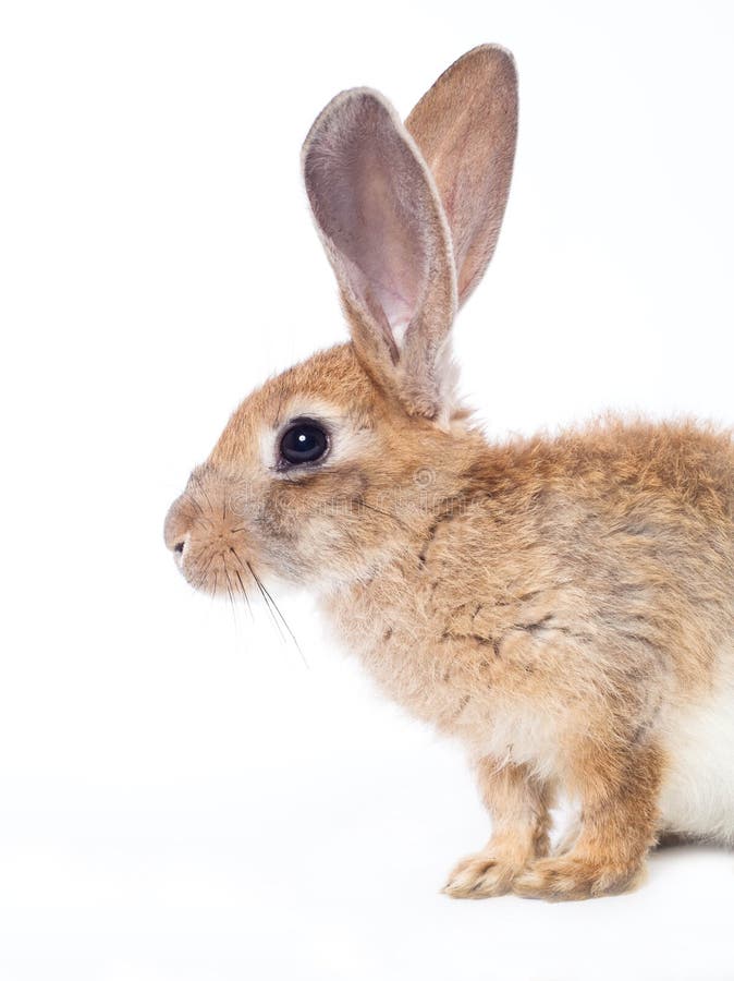 Wild rabbit stock image. Image of mammal, long, saver - 15641727