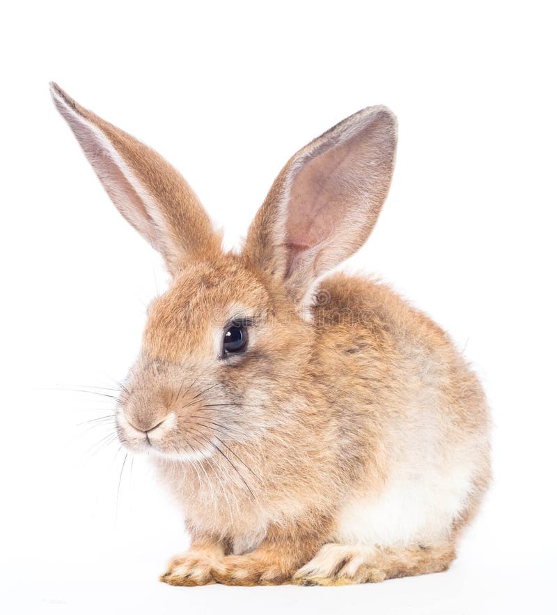 Red rabbit stock photo. Image of hair, farm, life, elegant - 29092698