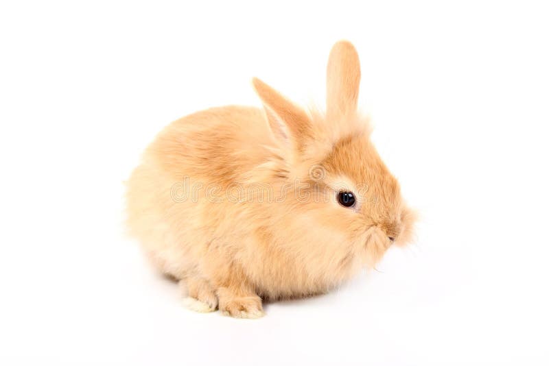 Red rabbit stock photo. Image of background, young, cutout - 13685038