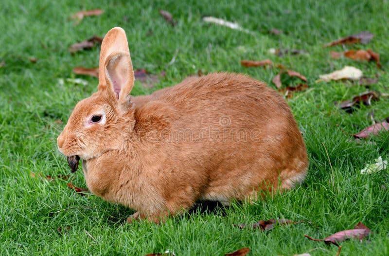 Red rabbit stock image. Image of prairie, squirrel, rodent - 354153743