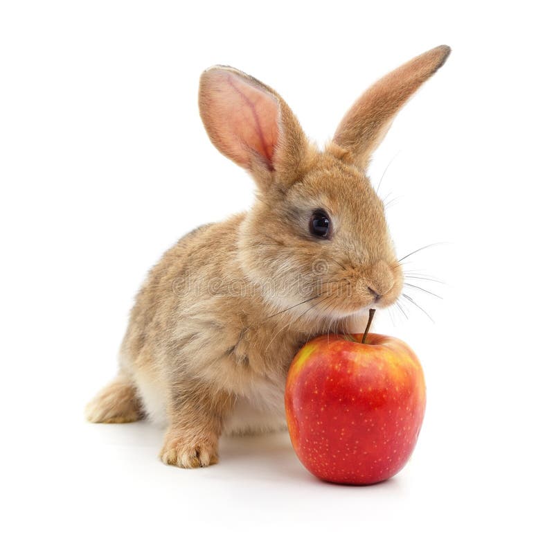 Red rabbit and apple stock photo. Image of live, wildlife - 322426114