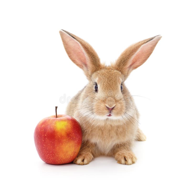 Red rabbit stock photo. Image of background, young, cutout - 13685038