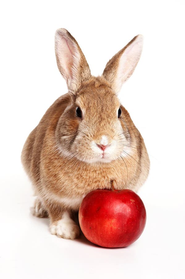 Rabbit with Red Apple Isolated Stock Image - Image of rodent, animal ...