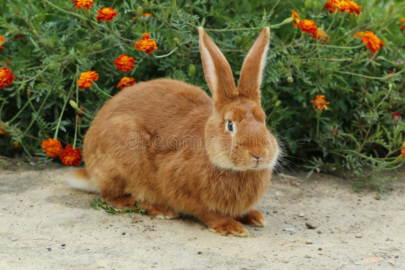 Red rabbit stock image. Image of cute, green, nature - 57191921