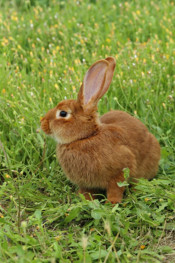 Red rabbit stock image. Image of furry, fearful, nervous - 54899159