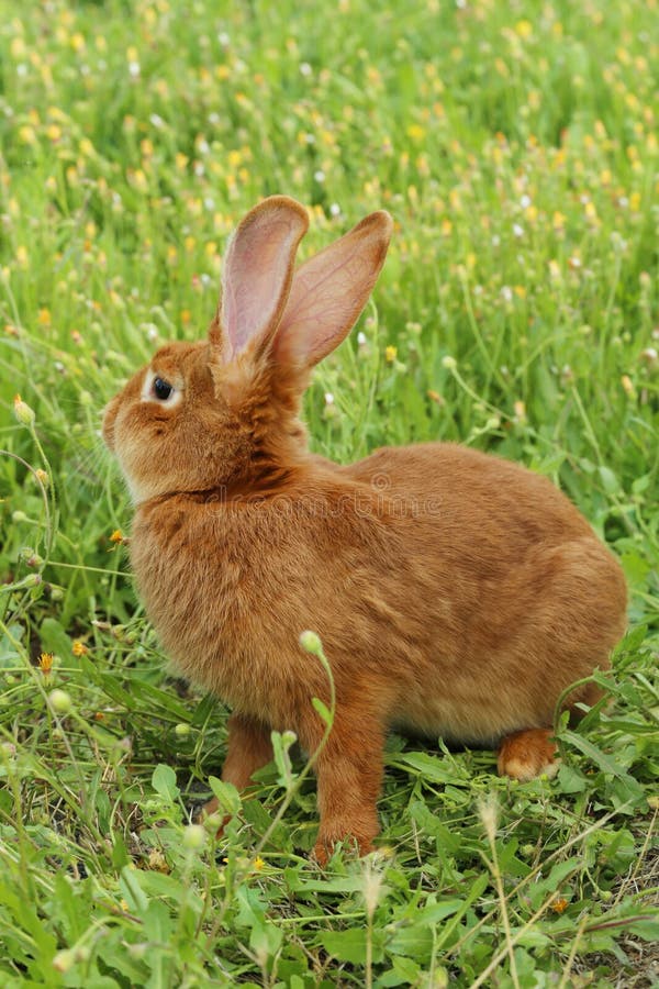Red rabbit stock image. Image of outdoors, little, nervous - 57572933