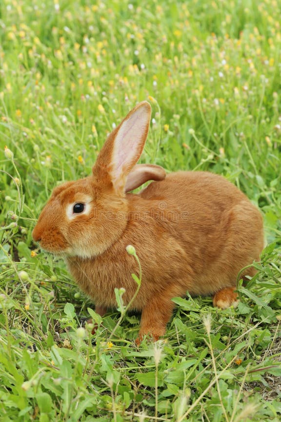 Red rabbit stock photo. Image of nervous, pretty, observing - 60820004