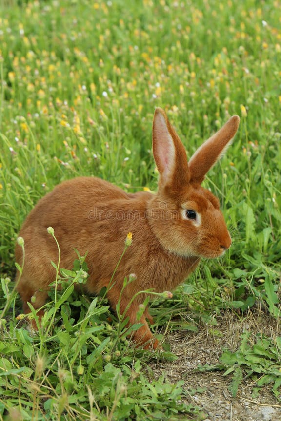 Red rabbit stock photo. Image of green, furry, looking - 63693586