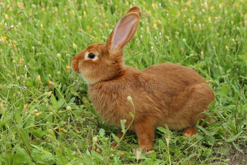 Red rabbit stock image. Image of orange, curious, observing - 63693607