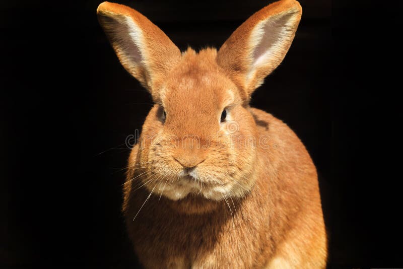 Red Rabbit on a Black Background Stock Image - Image of brown, isolated ...