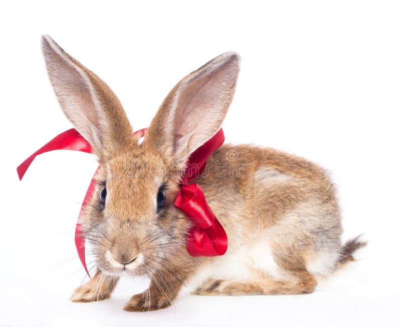 Lop-eared Rabbit in a Gift Box with Red Bow Stock Photo - Image of ...