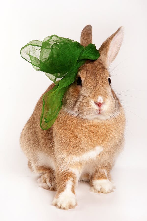 Red rabbit with a bow stock photo. Image of shot, girder - 134521526