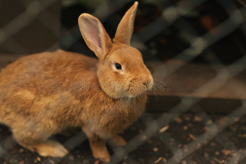 Red rabbit in captivity stock image. Image of fluffy - 108988689