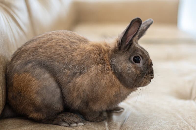 Red Rabbit on the Couch. Pet Concept. Easter Holidays Stock Image ...