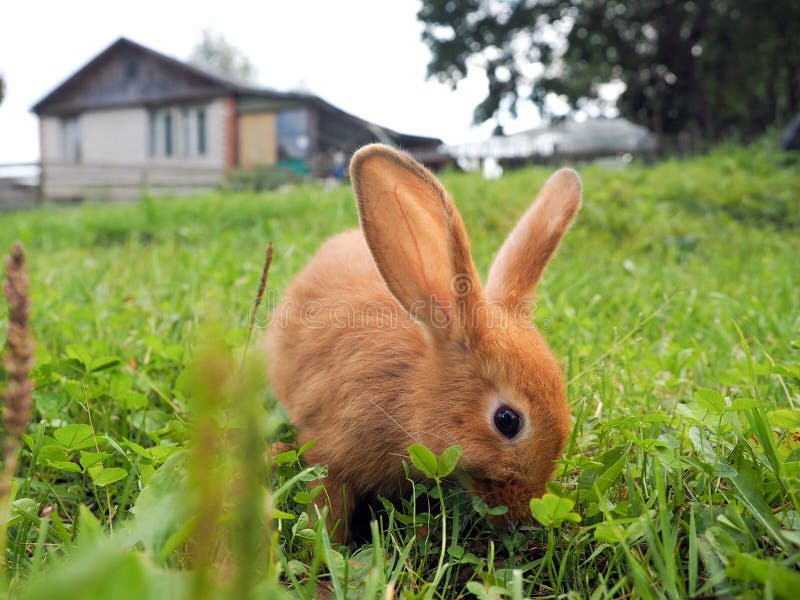 Red rabbit in grass stock photo. Image of curiosity - 202219476