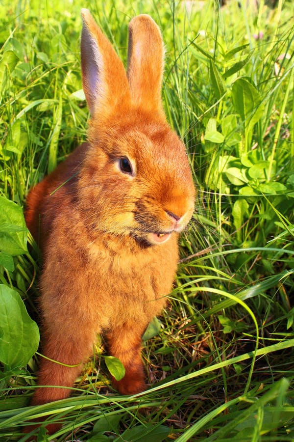 Red New Zealand Rabbit in Green Grass Stock Image - Image of summer ...