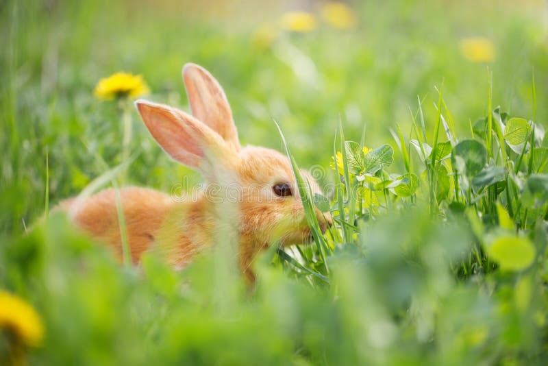 Red Rabbit in Green Spring Grass Stock Photo - Image of nature, rodent ...