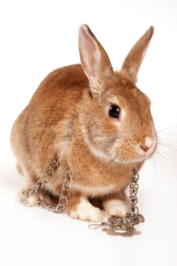 Red rabbit and iron chain stock image. Image of lapin - 134521451