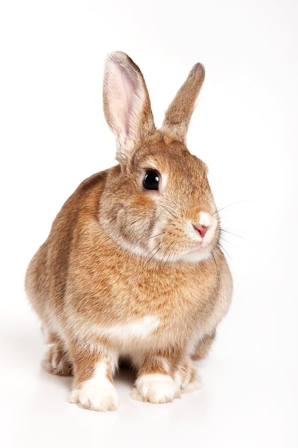 Red rabbit isolated stock image. Image of brown, hare - 134521371