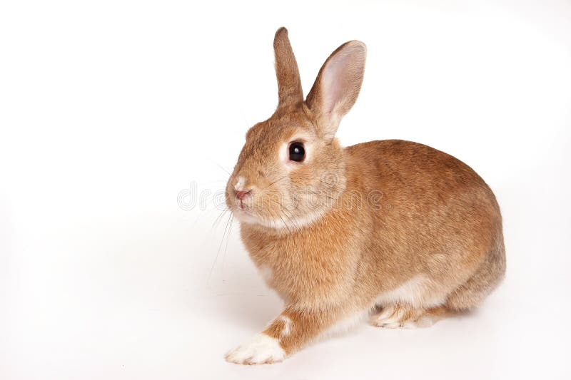 Red rabbit isolated stock image. Image of studio, shot - 134521513