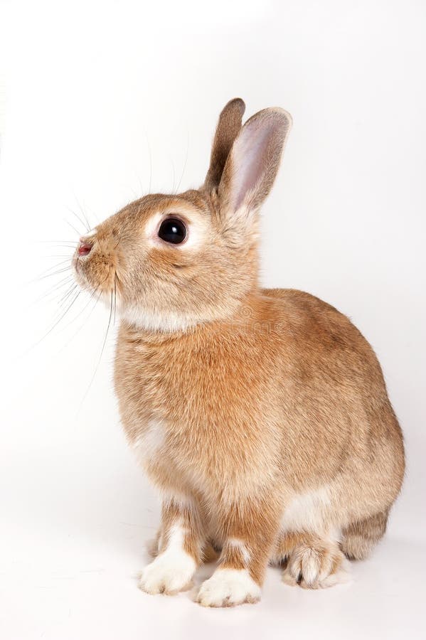 Red rabbit isolated stock photo. Image of white, coney - 134521560