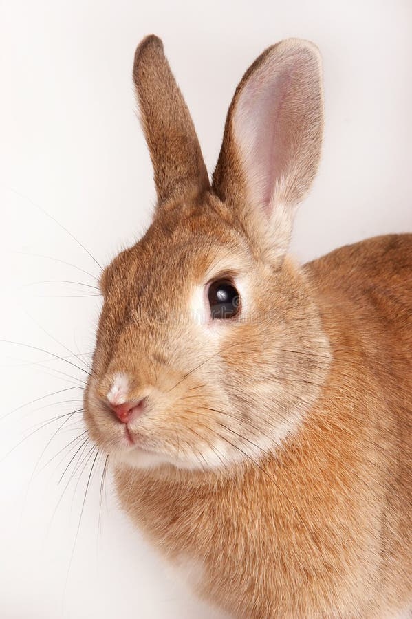 Red rabbit stock photo. Image of background, young, cutout - 13685038