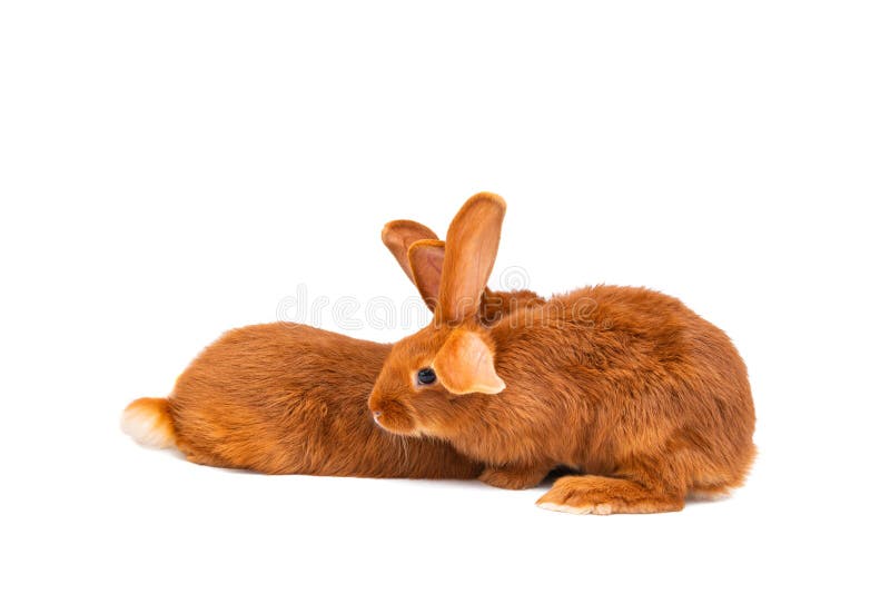Red rabbit isolated stock photo. Image of brown, wildlife - 352670722