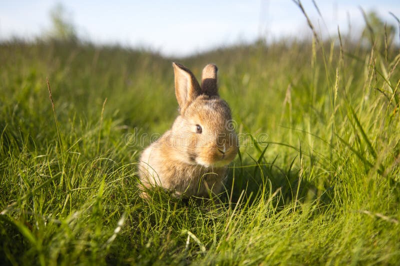 Red Rabbit Jumping on Green Grass Stock Image - Image of furry, sitting ...