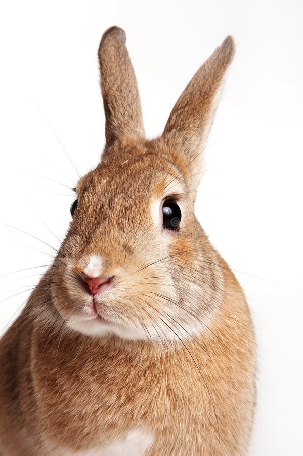 Red Rabbit portrait stock photo. Image of rabbit, bunny - 134521438
