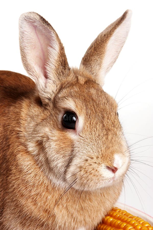 Red Rabbit portrait stock photo. Image of studio, framework - 134521398