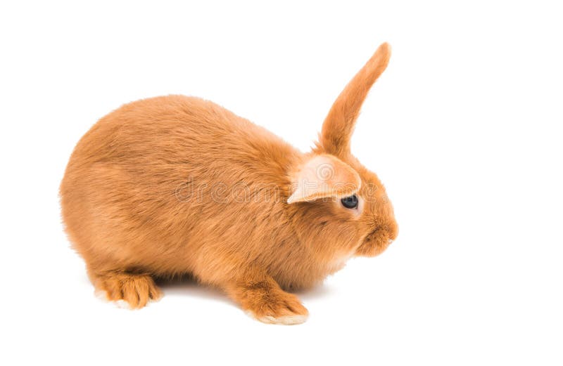 301 Worried Rabbit Stock Photos - Free & Royalty-Free Stock Photos from ...