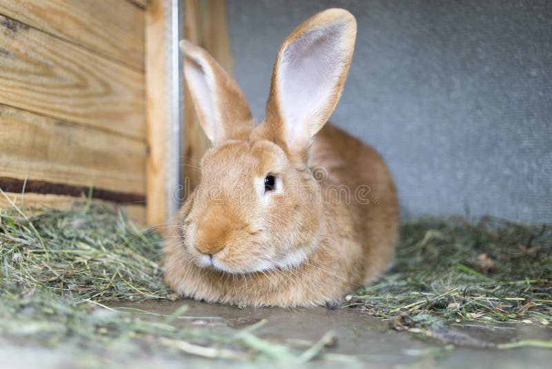 A Red-haired Rabbit is on the Grass on a Farm. the Hare on the L Stock ...