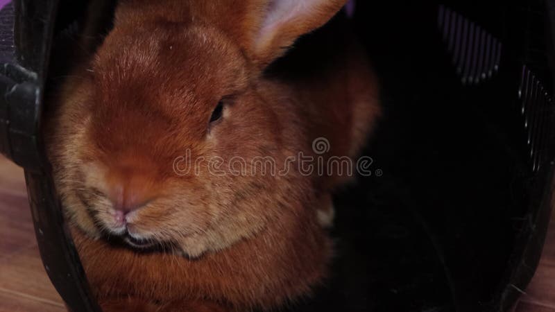 Red Rabbit Sits in a Pet Carrier Stock Video - Video of brown, domestic ...