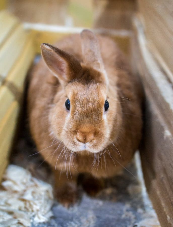Portrait Of A Rabbit In A Box Stock Photo - Image of animal, brown ...