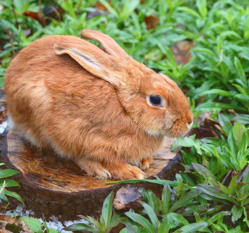 Red rabbit sitting stock image. Image of animal, male - 17903593