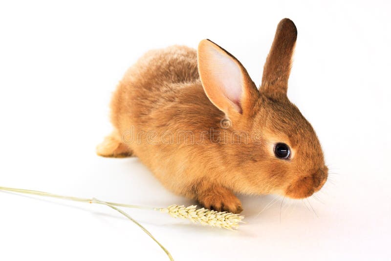 301 Worried Rabbit Stock Photos - Free & Royalty-Free Stock Photos from ...