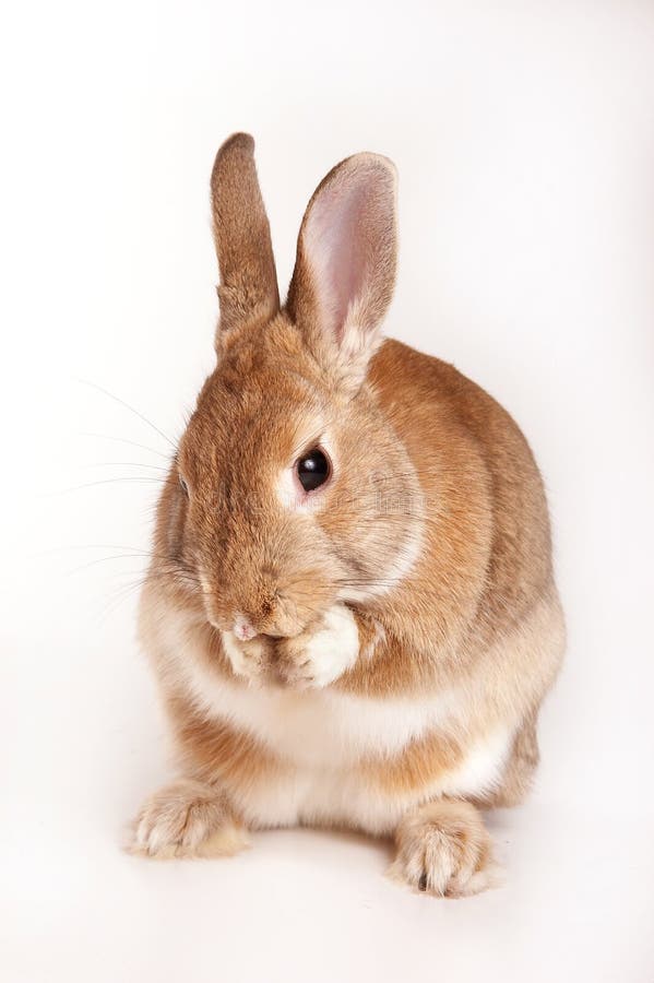 Red rabbit washes his face stock photo. Image of ginger - 134521586