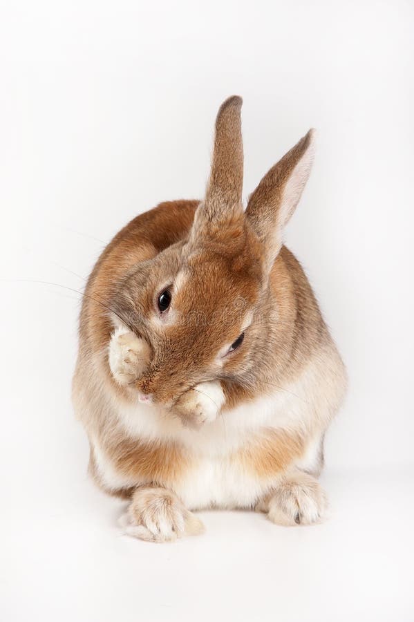 Red rabbit stock photo. Image of background, young, cutout - 13685038