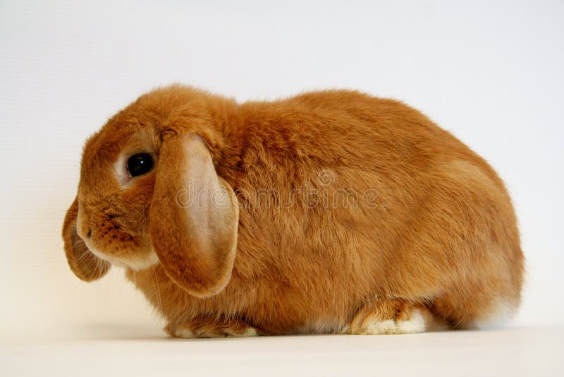 Red Rabbit on a White Background Stock Photo - Image of ears, bunny ...