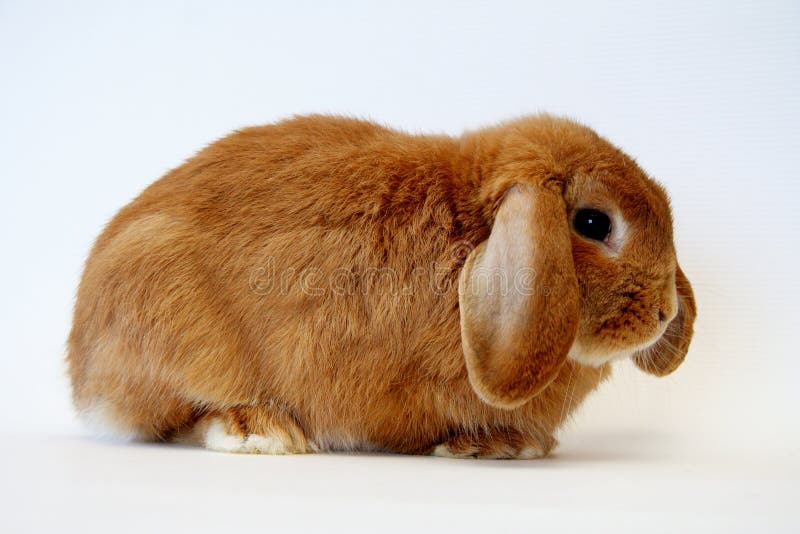 Red Rabbit on a White Background Stock Image - Image of celebration ...