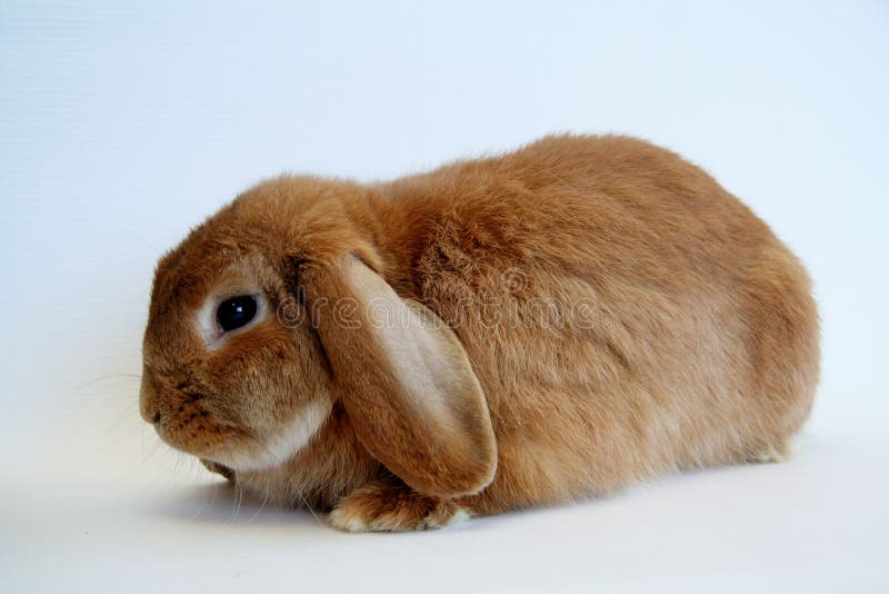 Red Rabbit on a White Background Stock Photo - Image of april, bunny ...